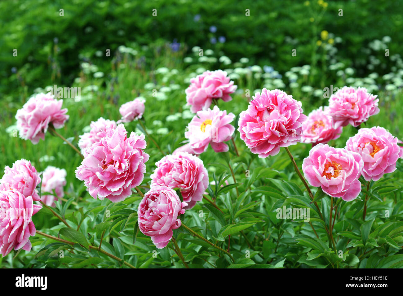 Flowers Pink Peonies Stock Photo - Alamy