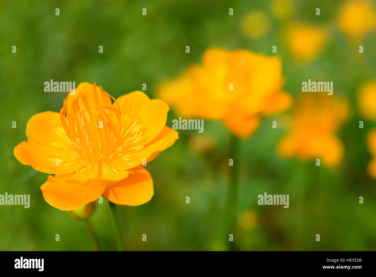 Trollius altaicus hi-res stock photography and images - Alamy