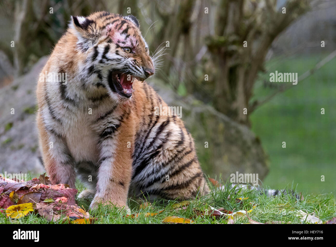 Amur tiger cub, 6 months old Stock Photo - Alamy