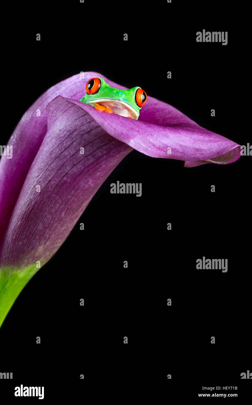 Red-eyed tree frog in purple flower Stock Photo - Alamy