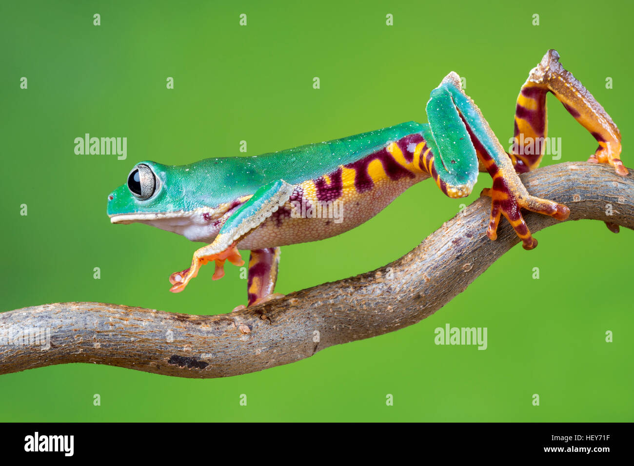 Barred monkey frog hi-res stock photography and images - Alamy