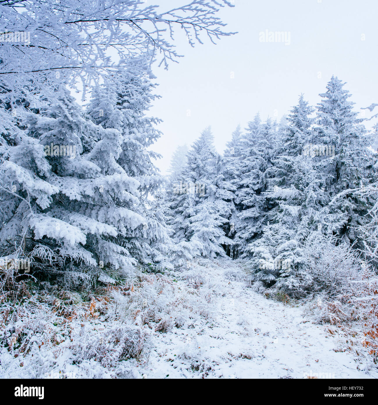 winter landscape trees in frost Stock Photo - Alamy