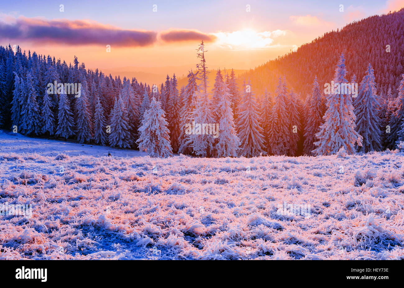 winter landscape trees in frost Stock Photo - Alamy