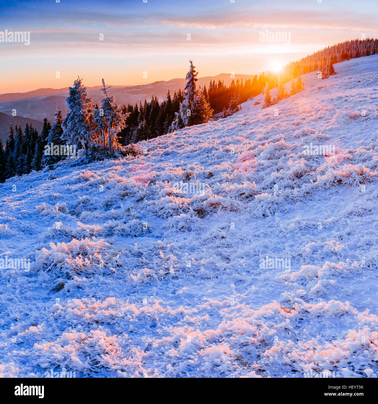 magical winter snow covered tree Stock Photo - Alamy