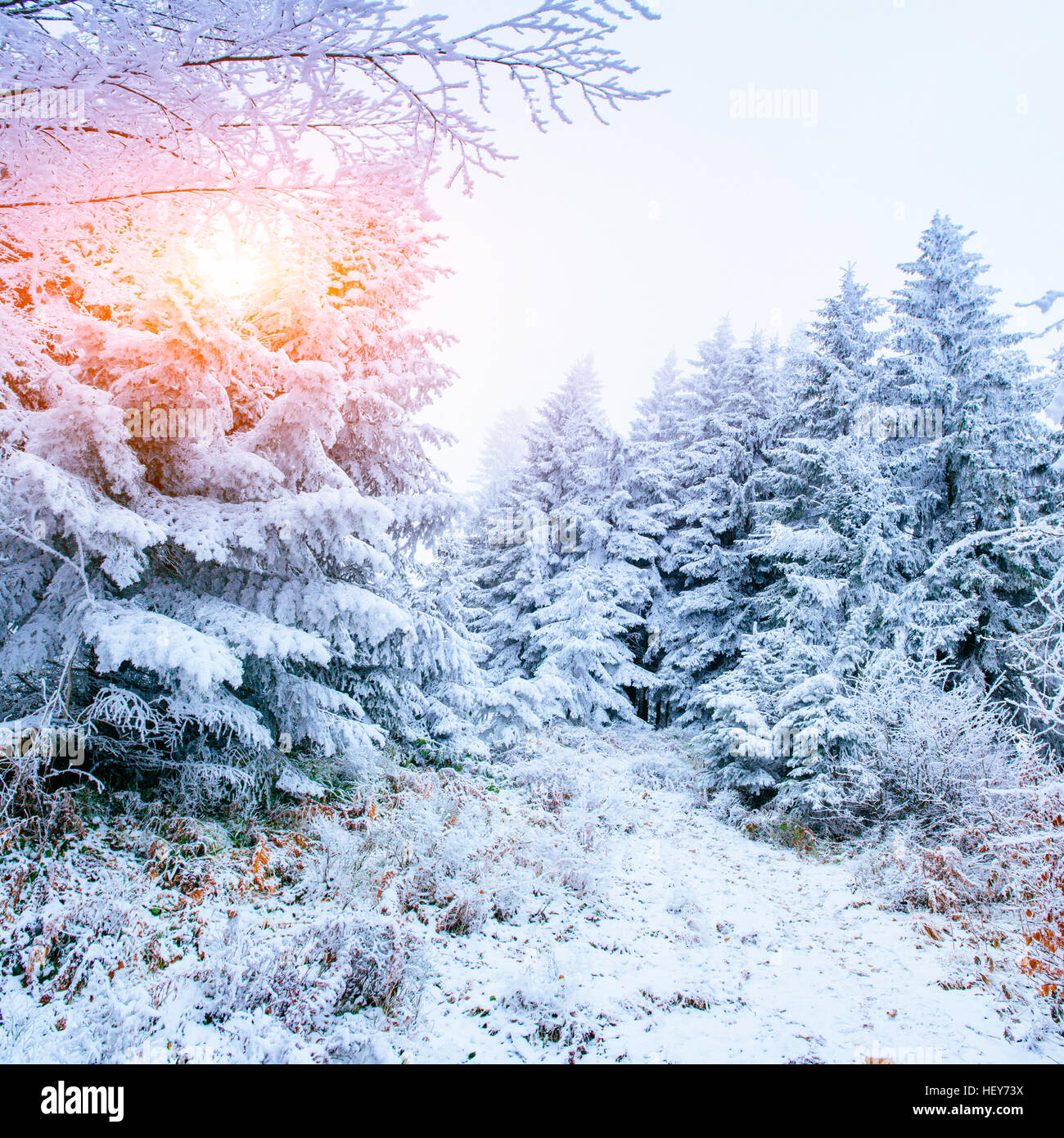winter landscape trees in frost Stock Photo - Alamy