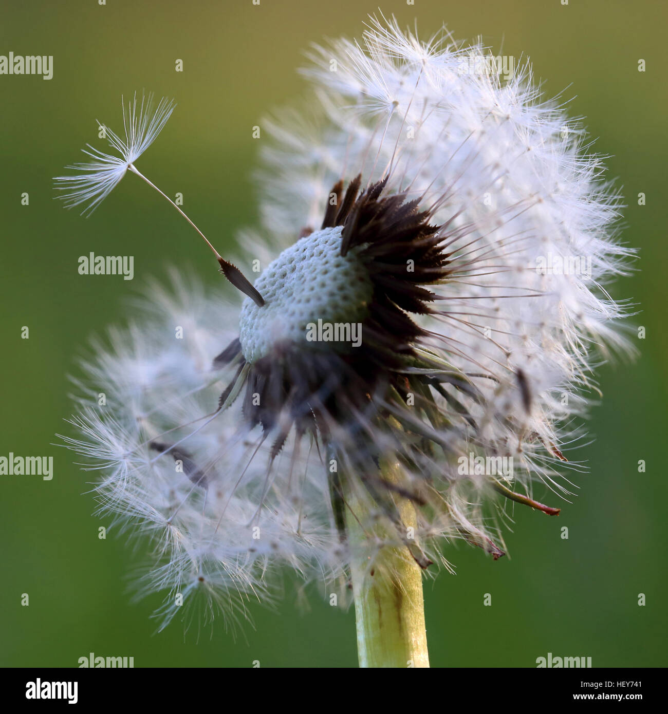 Dandelion seed head with seeds partly blown away and with one seed isolated on its own Stock ...