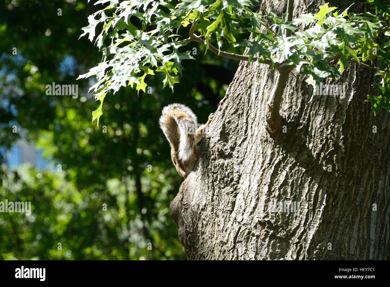 Tail of a squirrel Stock Photo - Alamy