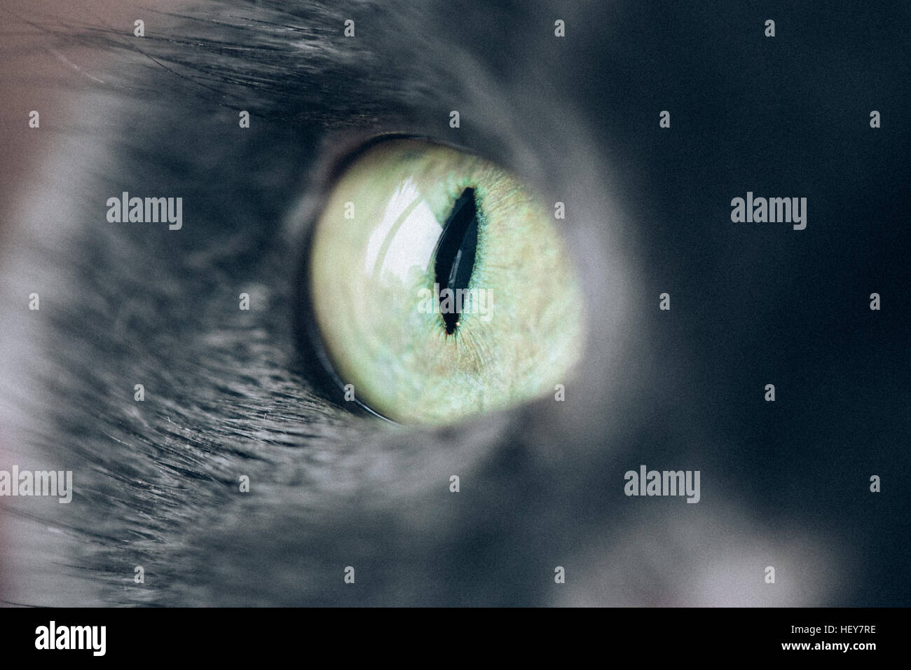 feline eye, black cat Stock Photo - Alamy