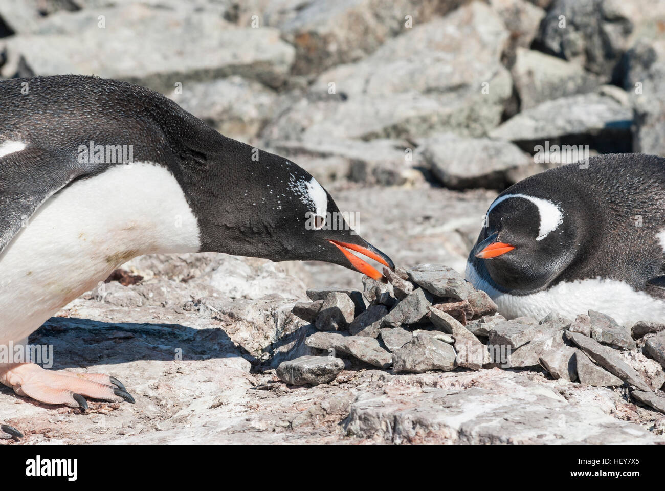 Penguin stone male female hi-res stock photography and images - Alamy