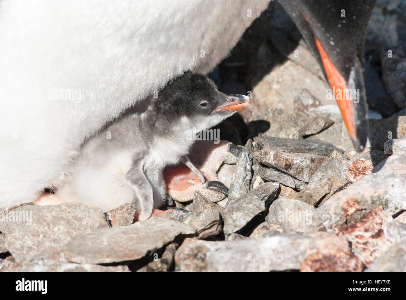 newly hatched chick Gentoo penguin sitting on the female legs Stock ...