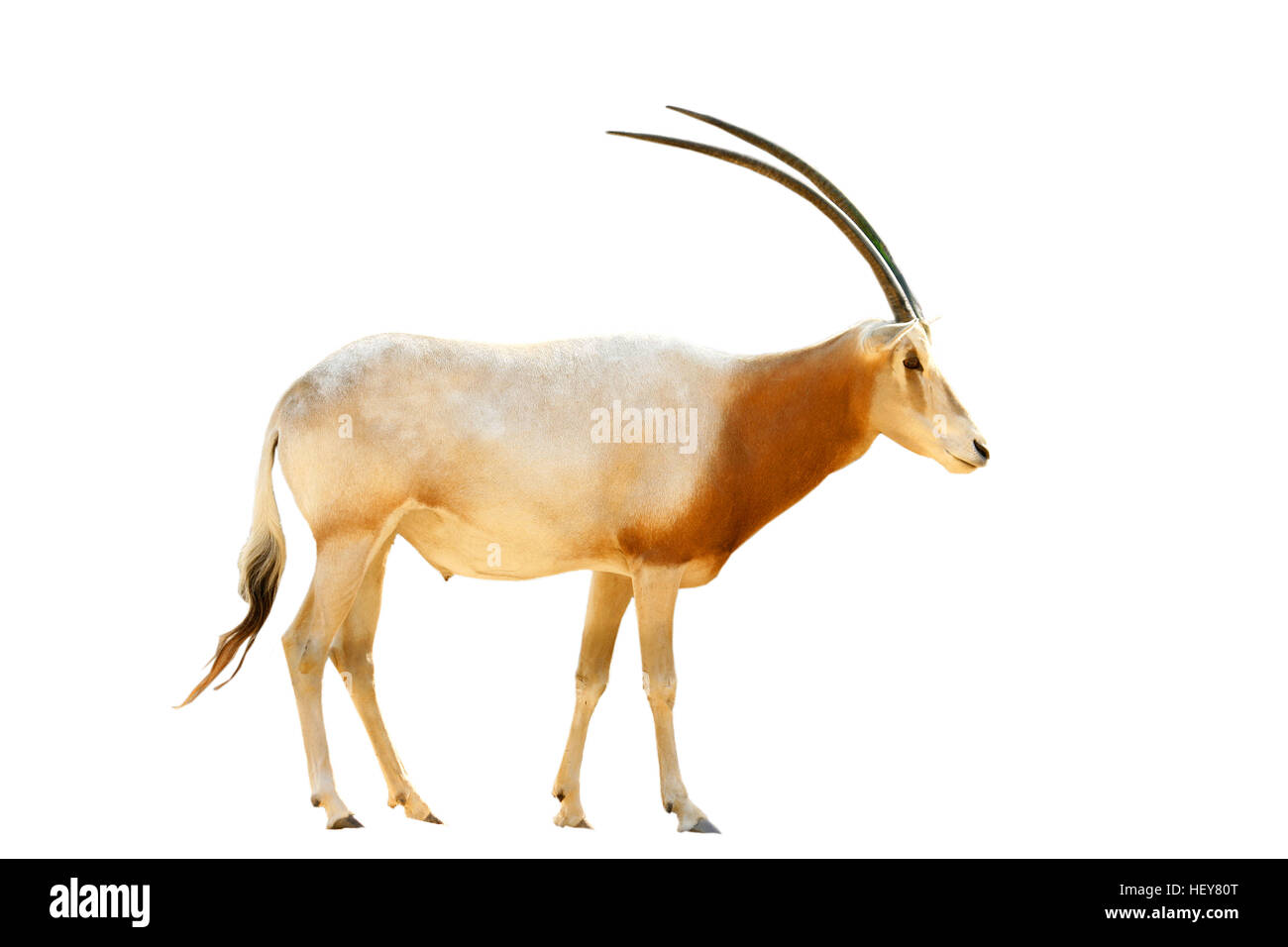 Dammah hi-res stock photography and images - Alamy