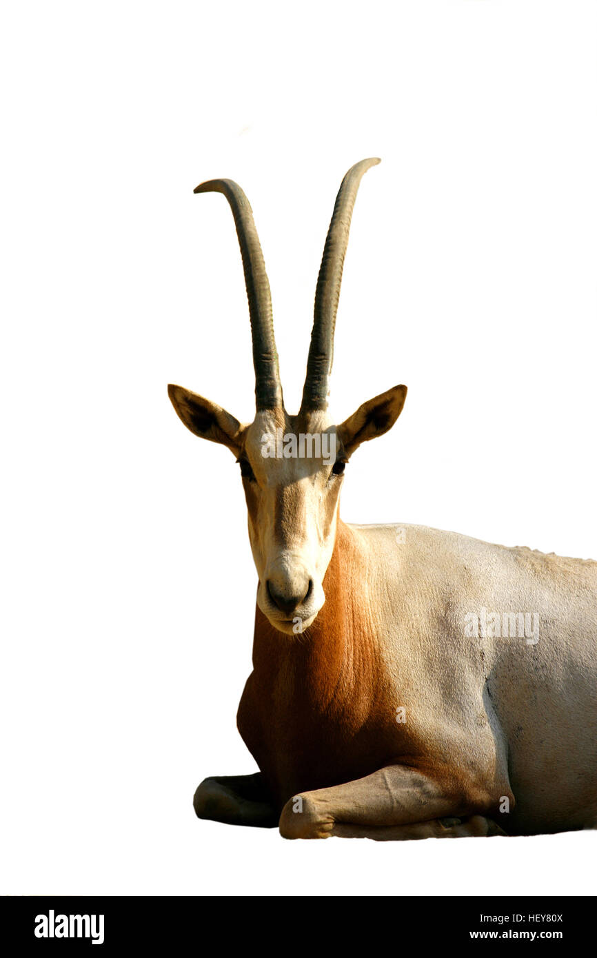 Oryx Cut Out Stock Images & Pictures - Alamy