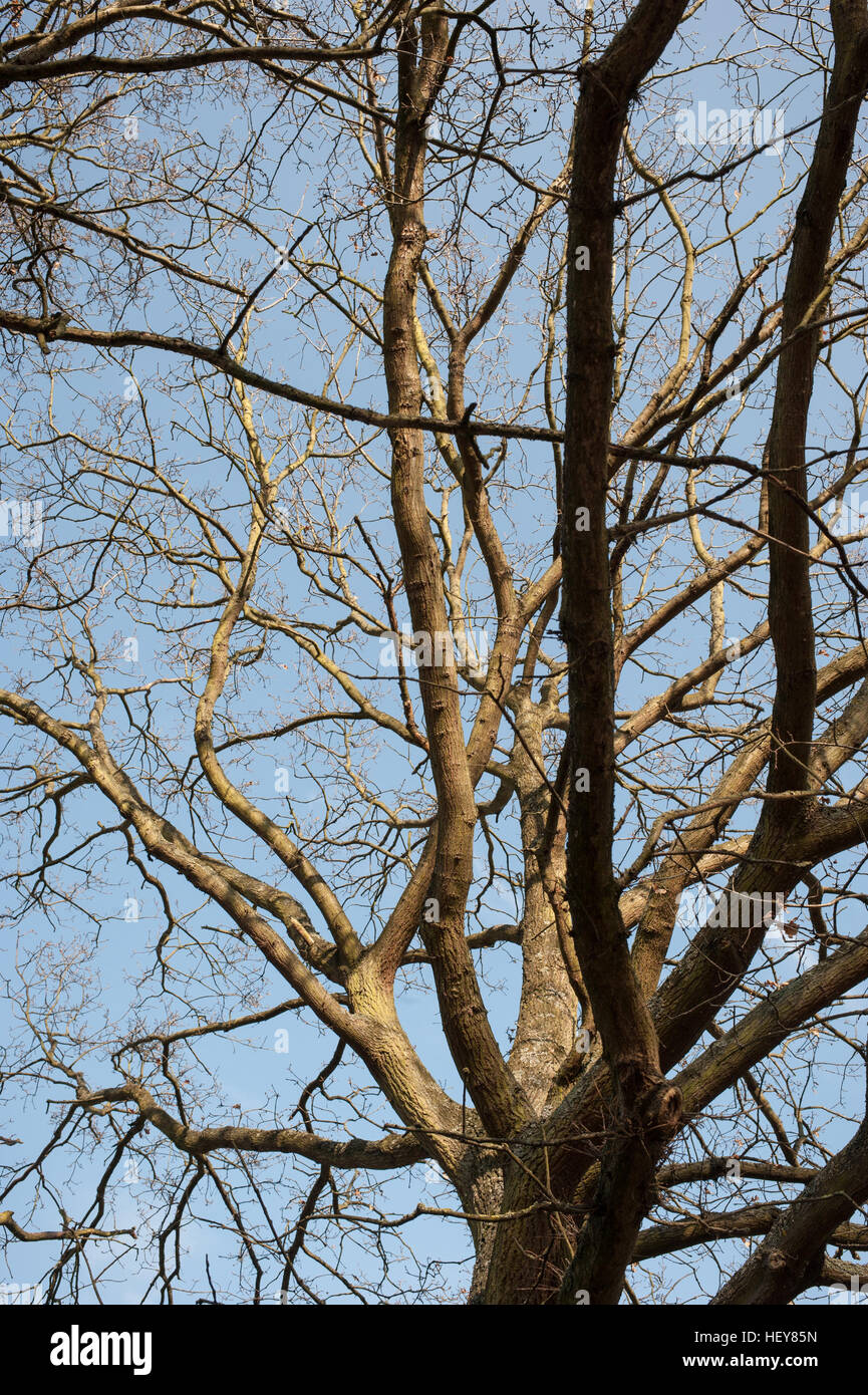 The bare branches of a tree without any leaves against the sky Stock ...