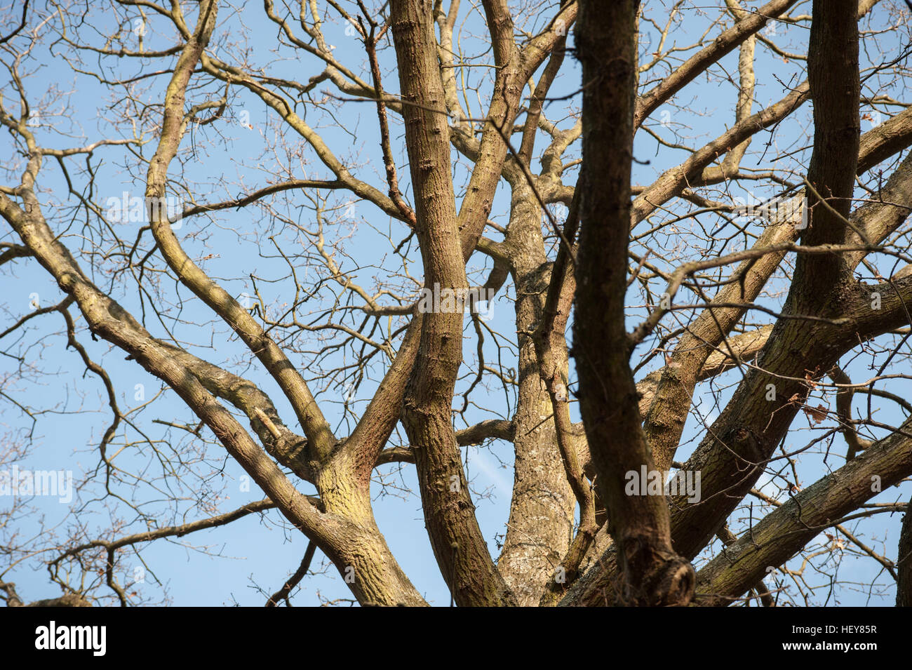 The bare branches of a tree without any leaves against the sky Stock ...