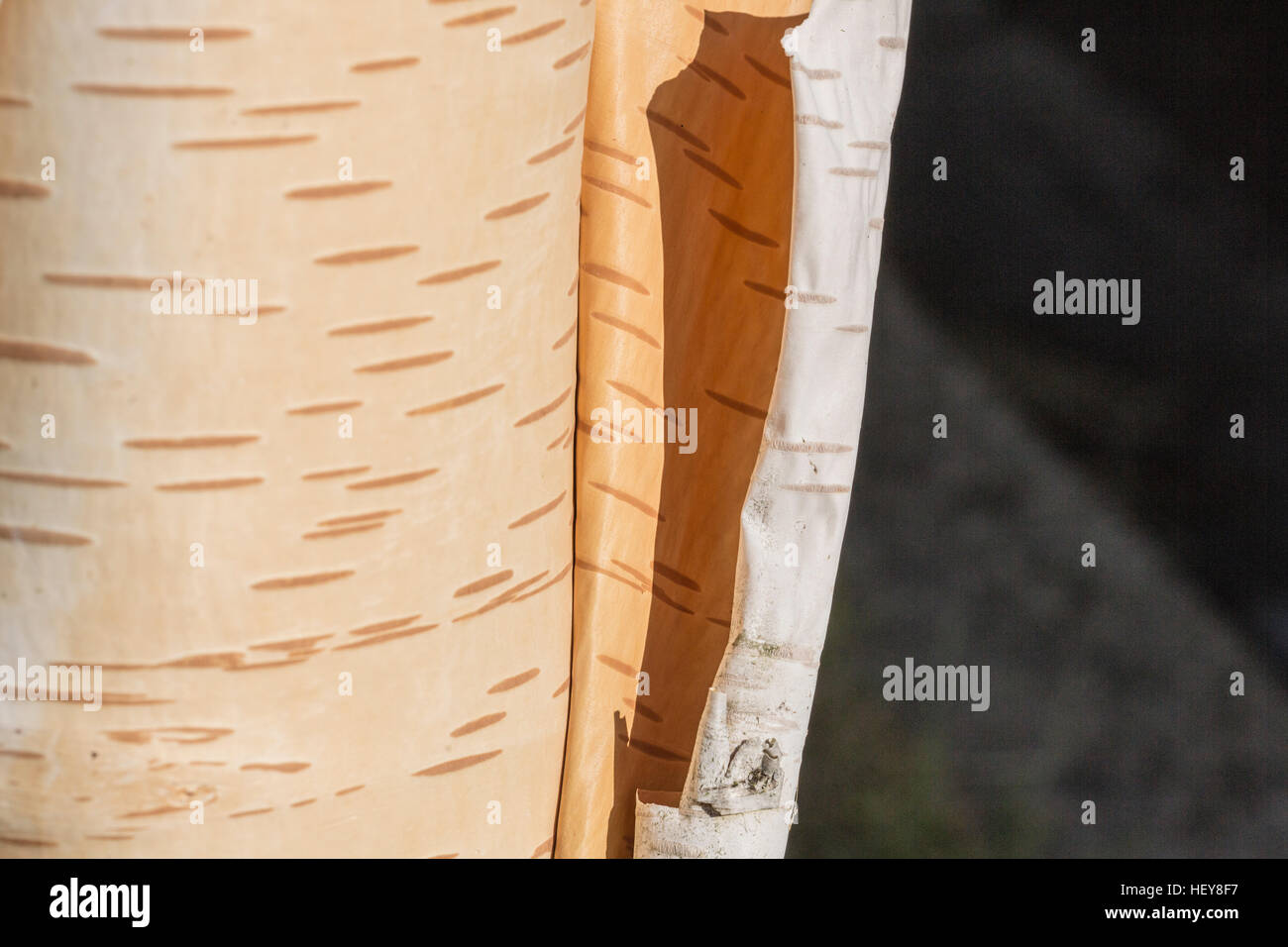 peeling bark of a white birch tree in England Stock Photo - Alamy