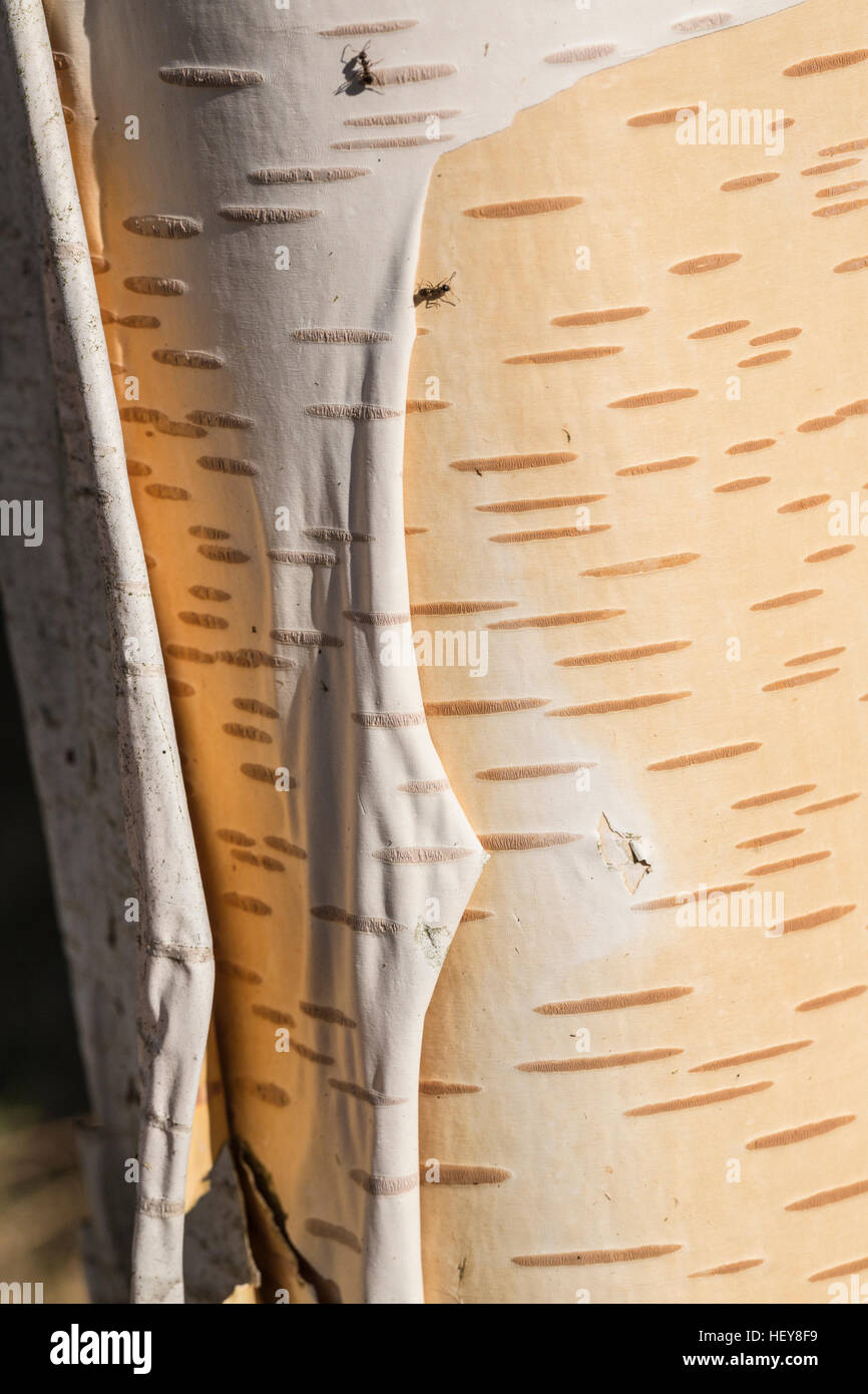 peeling bark of a white birch tree in England Stock Photo - Alamy