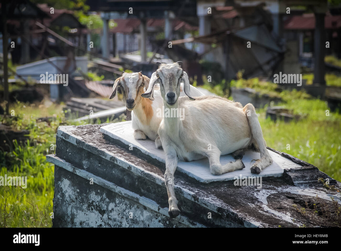 Photo of two white goats sitting on gravestone in traditional cemetery ...
