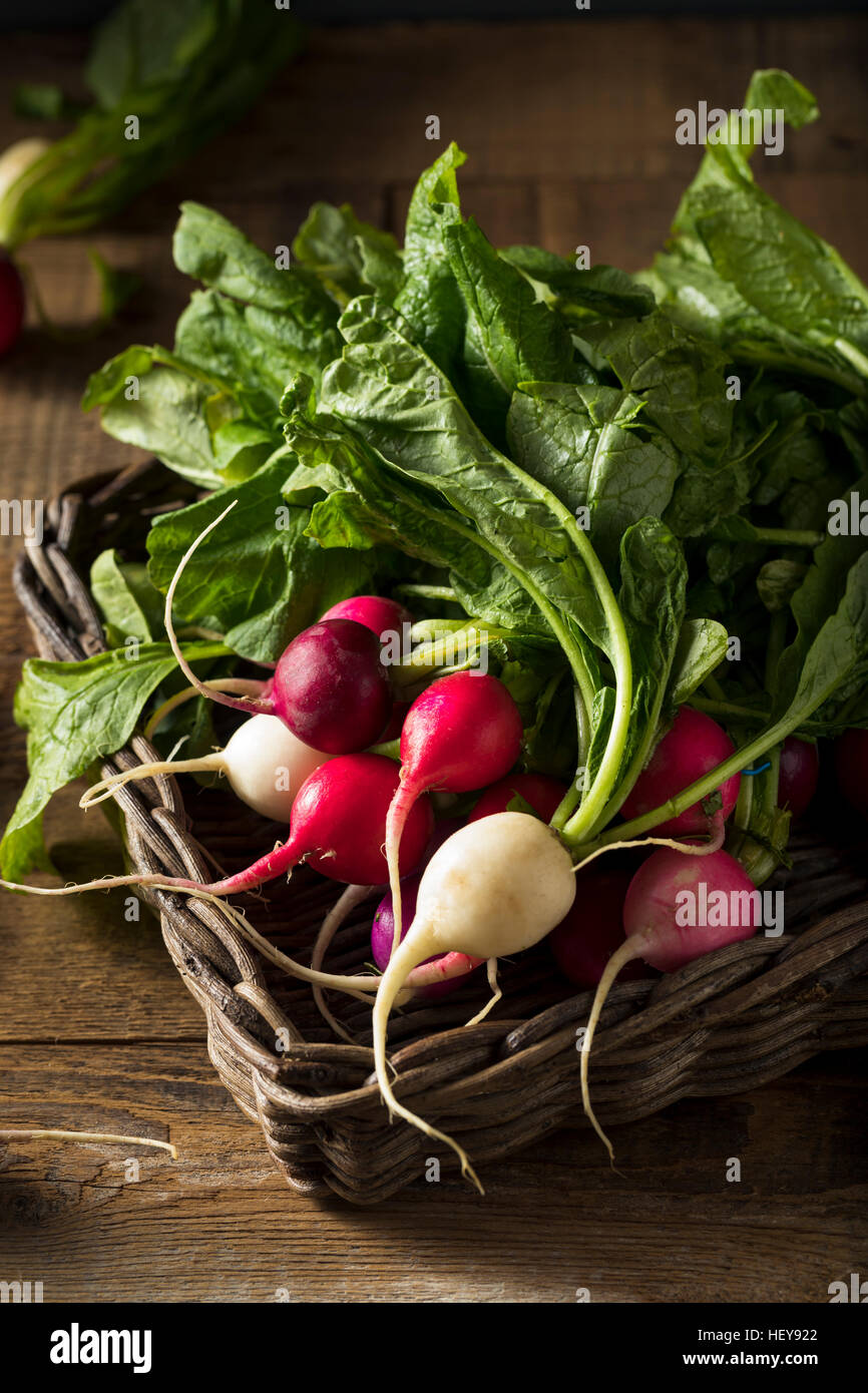 Raw Organic Muli Colored Easter Radishes in a Bunch Stock Photo - Alamy