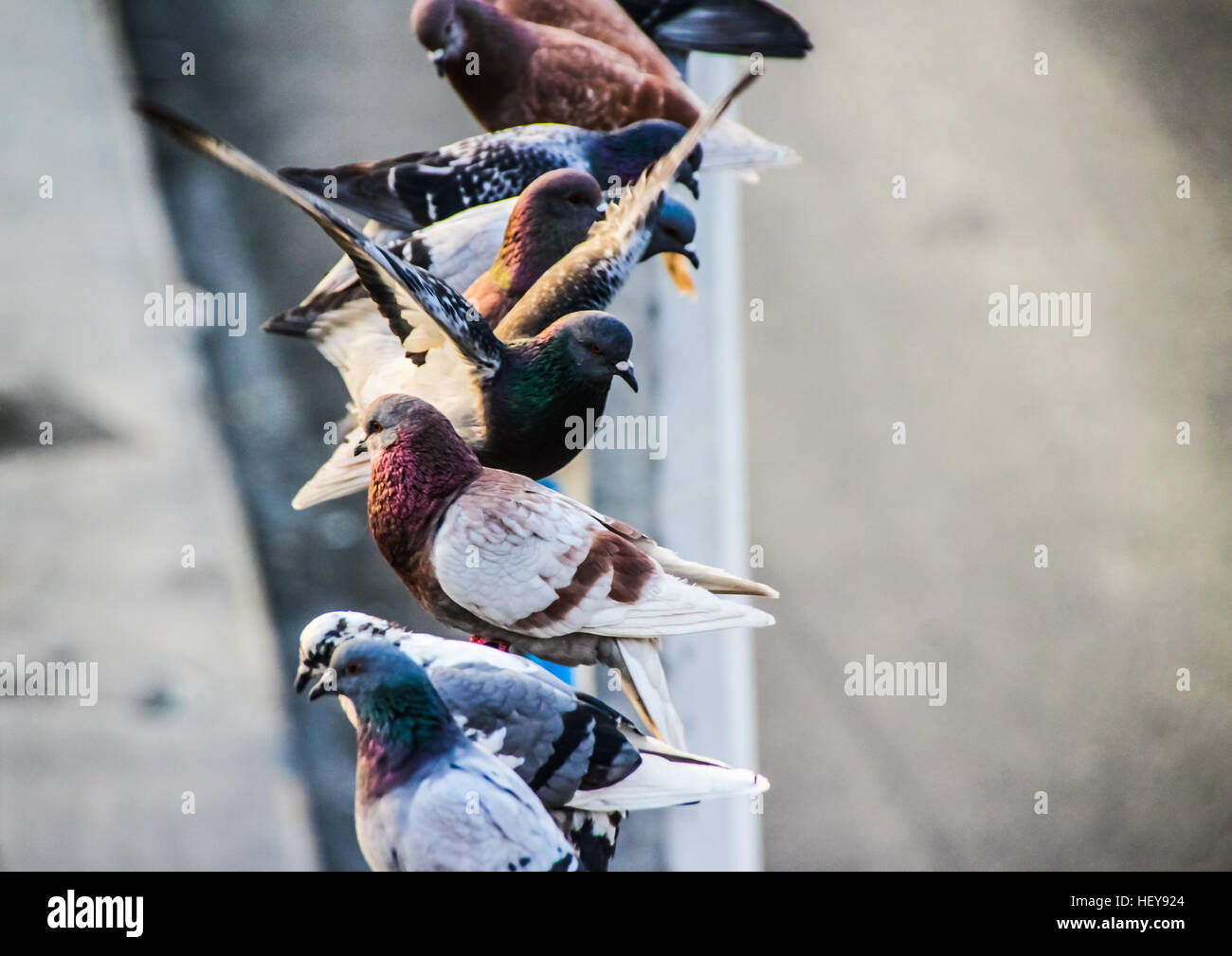 Photograph of some doves in an urban scene Stock Photo - Alamy