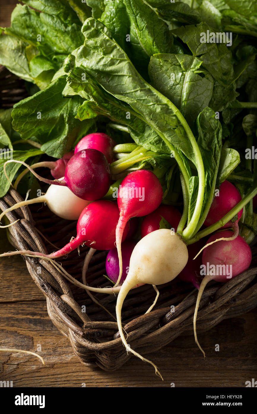 Raw Organic Muli Colored Easter Radishes in a Bunch Stock Photo - Alamy