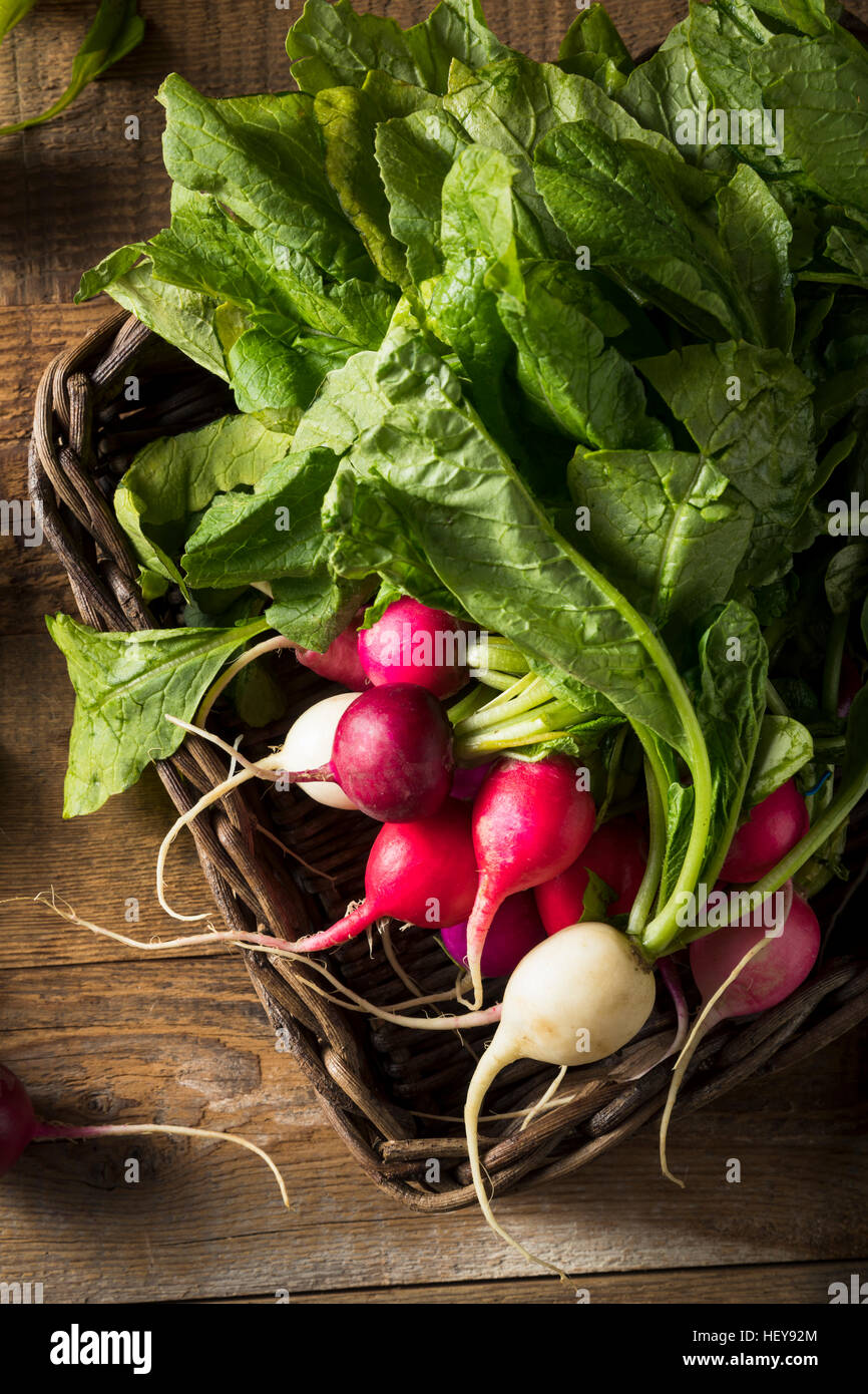 Raw Organic Muli Colored Easter Radishes in a Bunch Stock Photo - Alamy