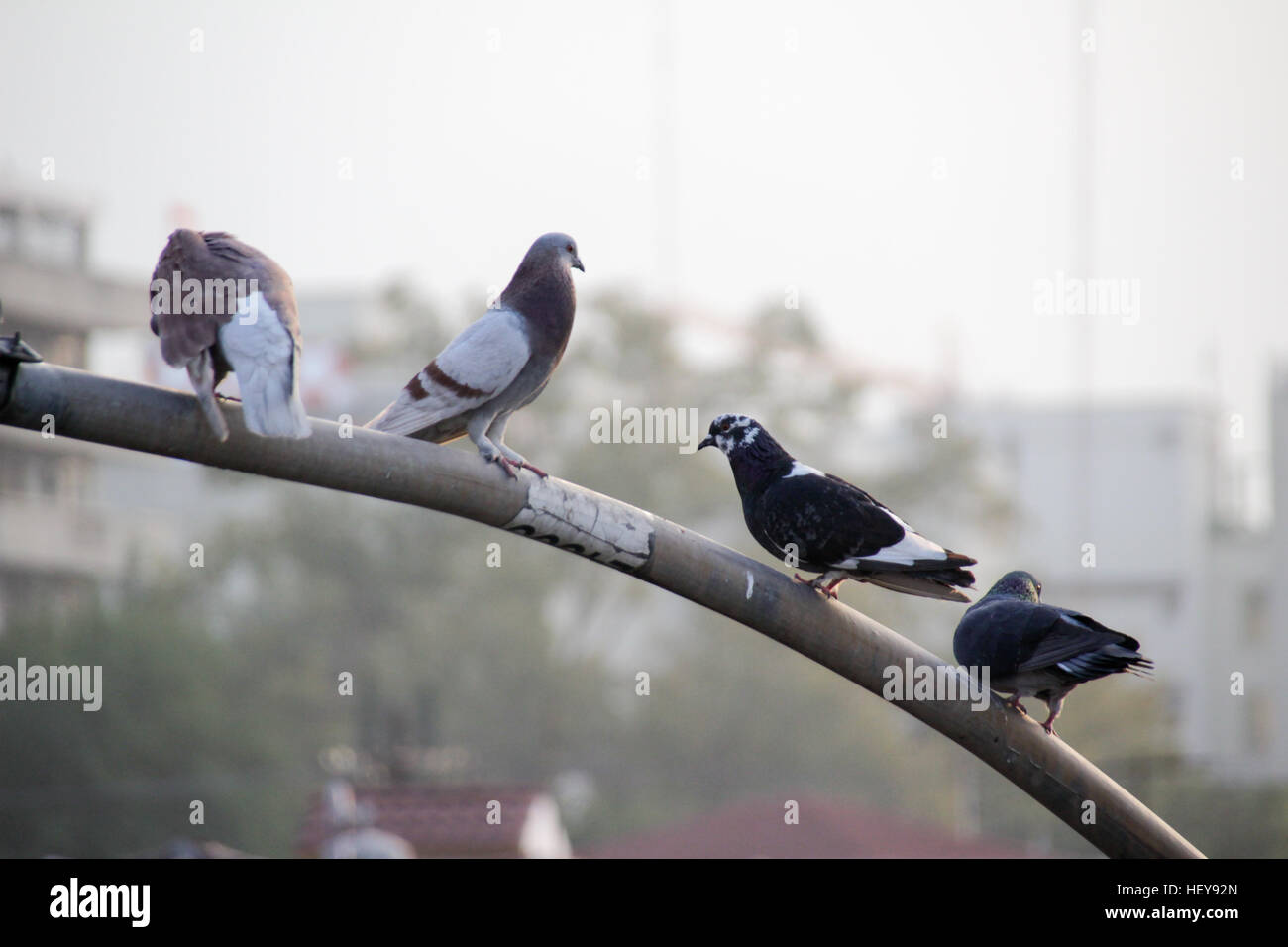 Photograph of some doves in an urban scene Stock Photo - Alamy