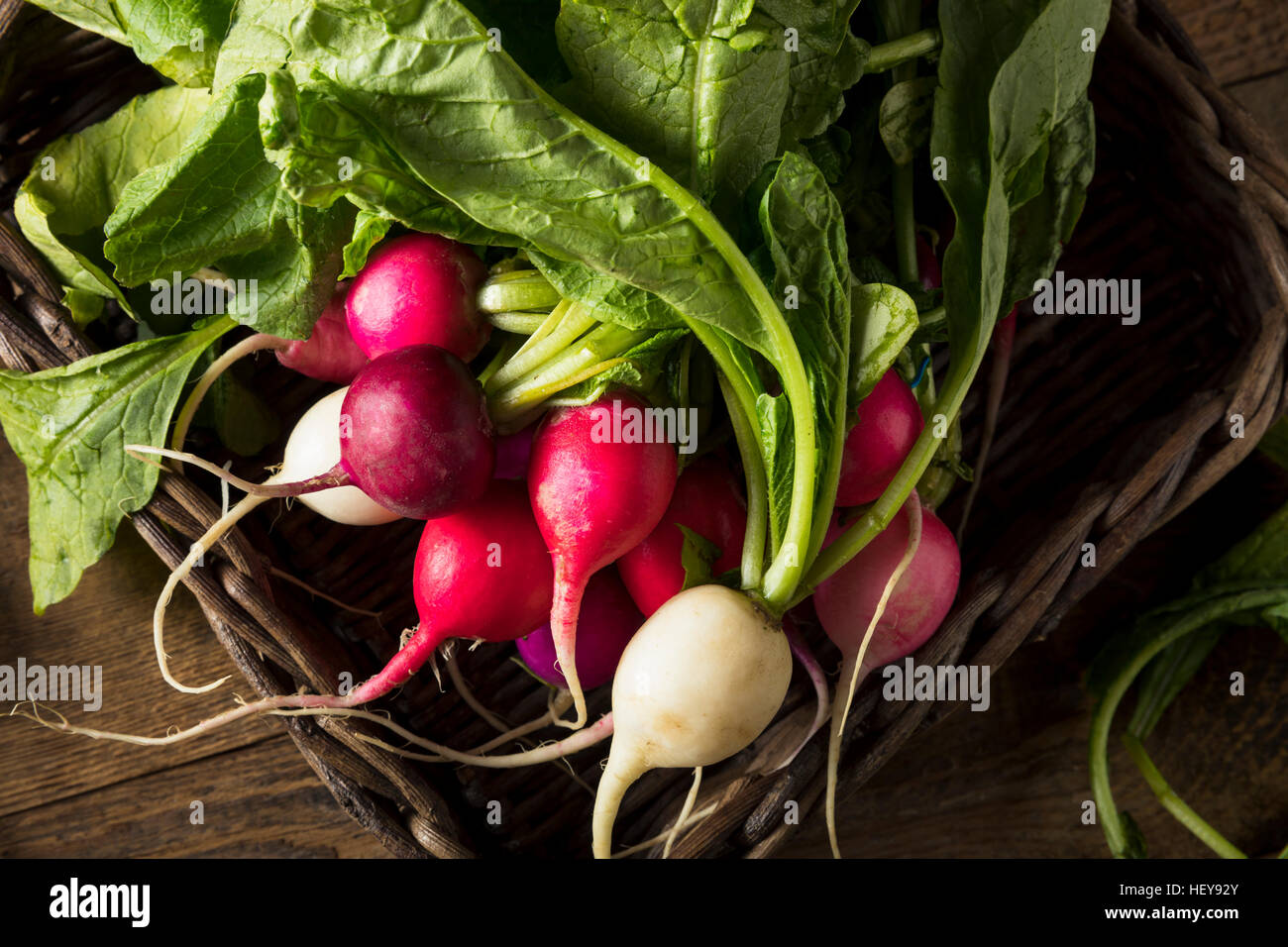 Raw Organic Muli Colored Easter Radishes in a Bunch Stock Photo - Alamy