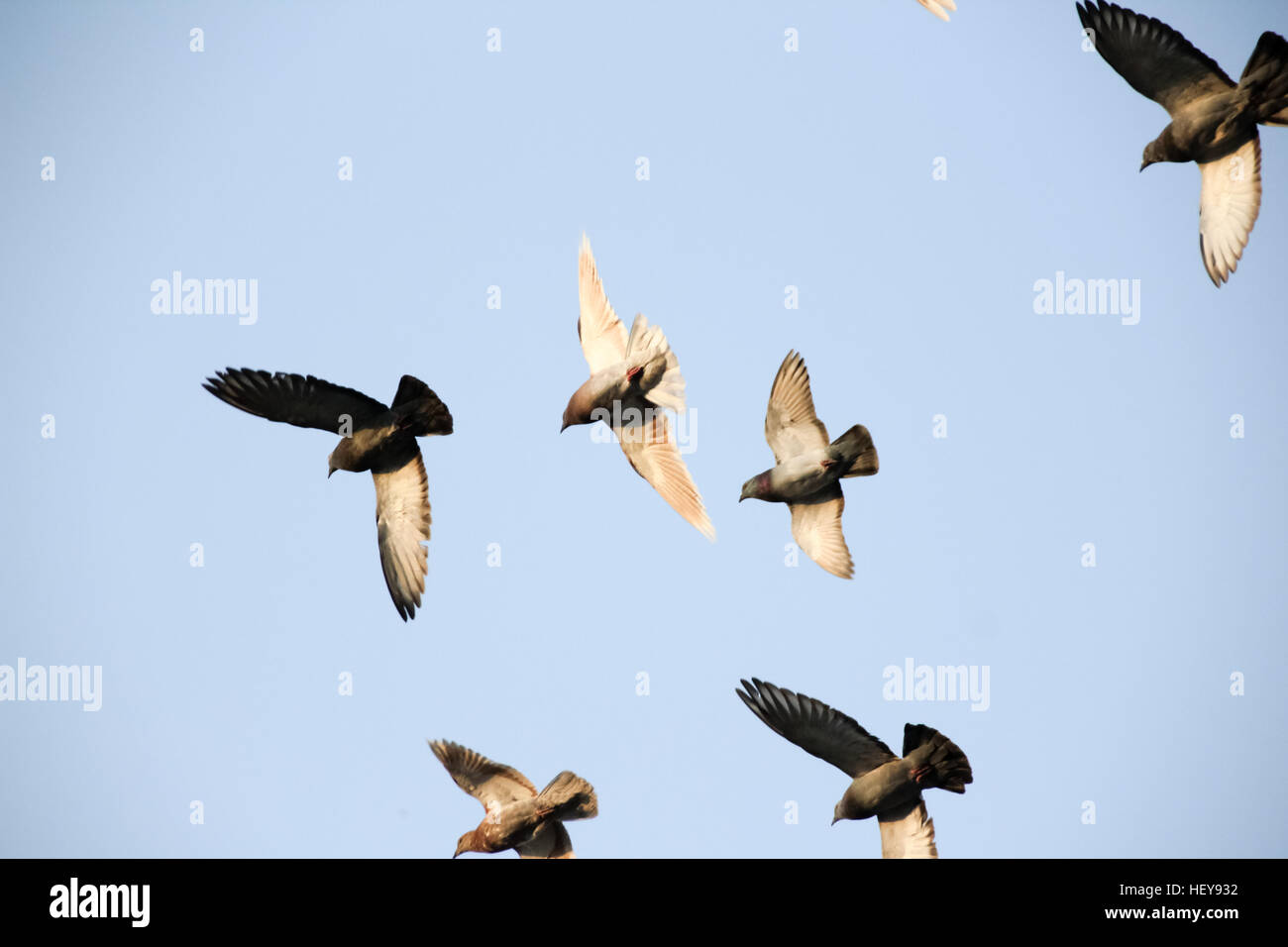 Flying of doves hi-res stock photography and images - Alamy