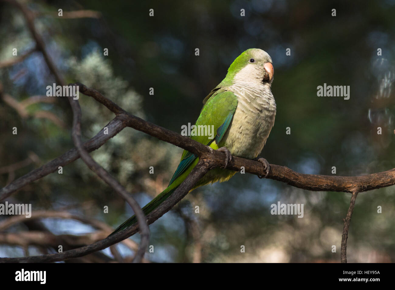 Monk Parakeet (Myiopsitta monachus) in Casa de Campo, Madrid Spain ...