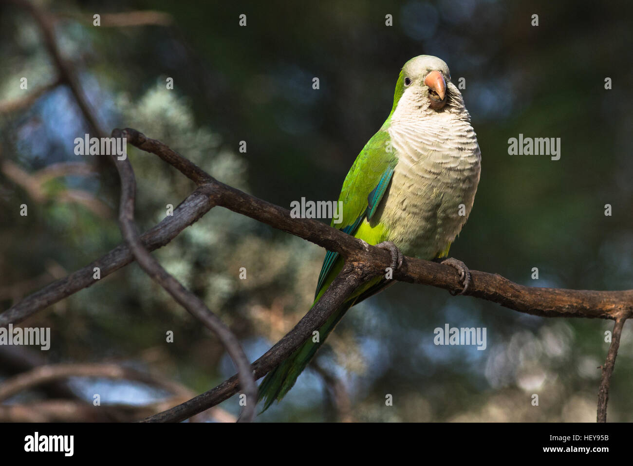 Monk Parakeet (Myiopsitta monachus) in Casa de Campo, Madrid Spain ...