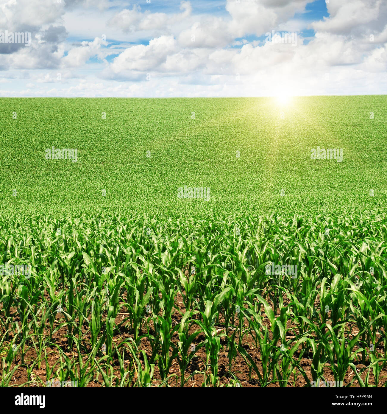 sunrise over the corn field Stock Photo - Alamy