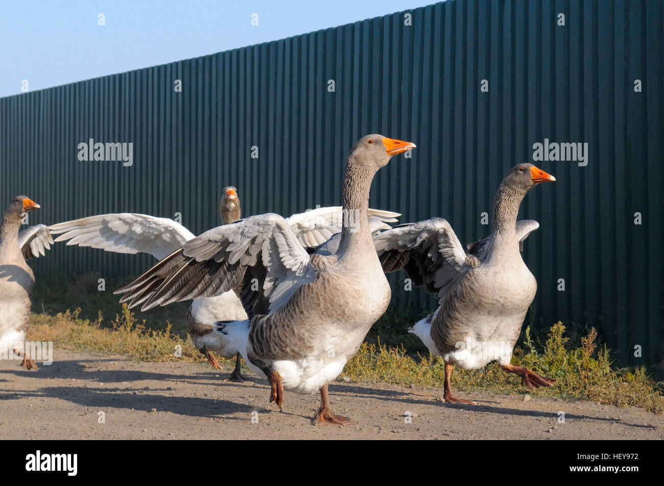 Domestic geese on hi-res stock photography and images - Alamy