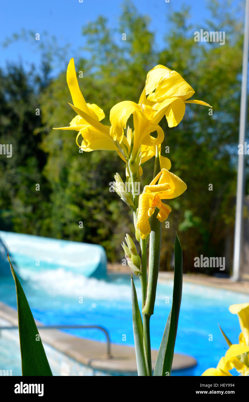 Yellow flag Iris Latin name Iris pseudacorus Stock Photo - Alamy