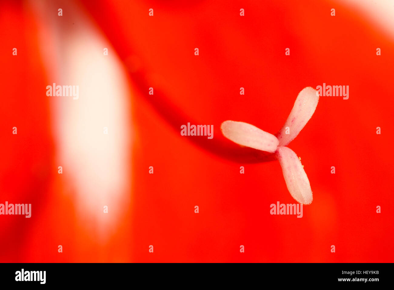 Macro in red Stock Photo - Alamy
