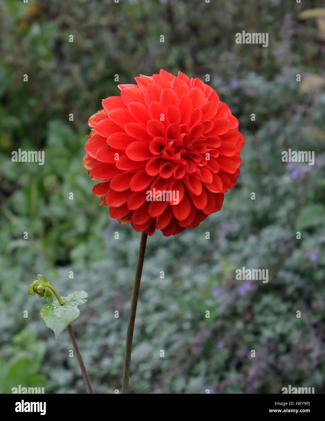 Trypophobia hi-res stock photography and images - Alamy