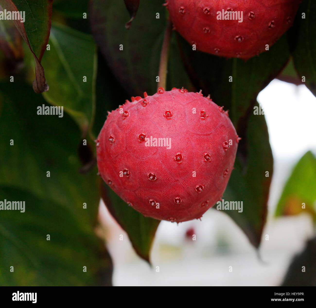 Bitter berry hi-res stock photography and images - Alamy