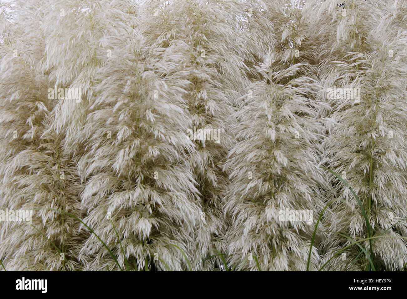 Cat tails close up Stock Photo - Alamy Cat tails close up Stock Photo - Alamy