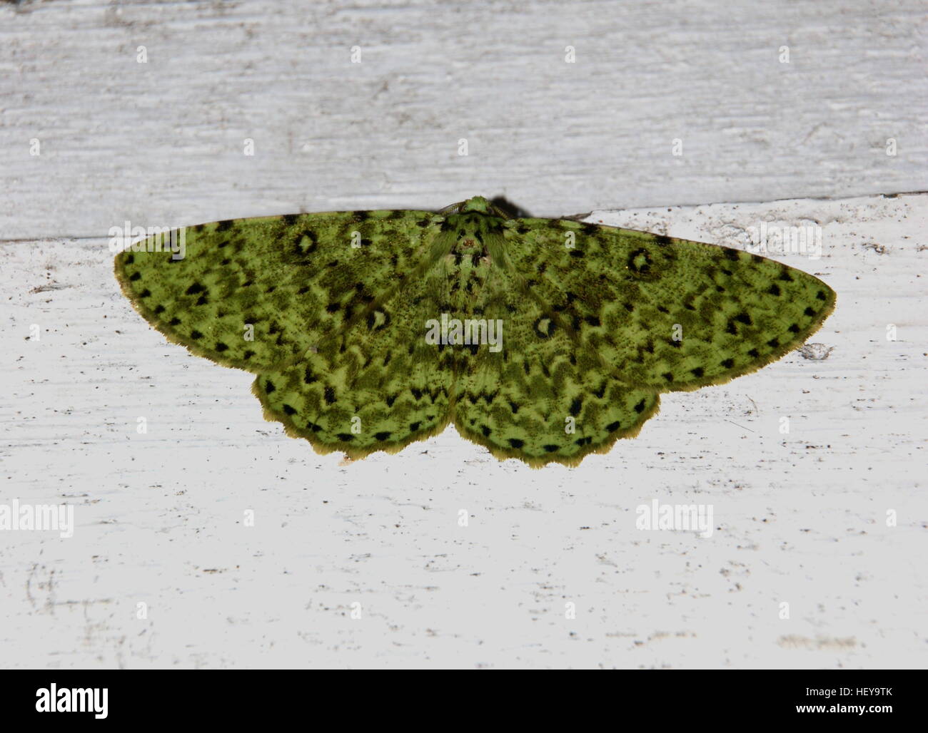 Butterfly with open wings. Green moth. Geometer moth, Geometridae Stock ...