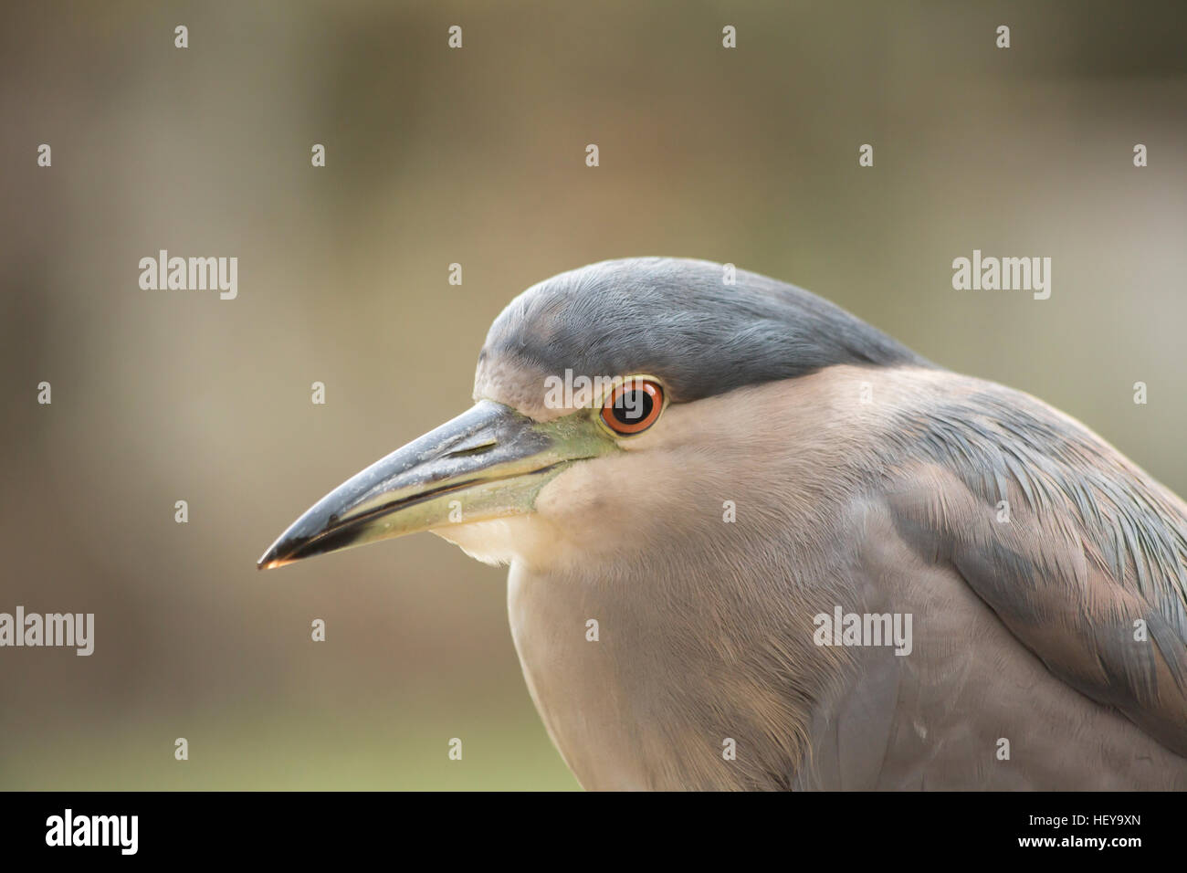 Close up of a back-crowned night heron Stock Photo - Alamy
