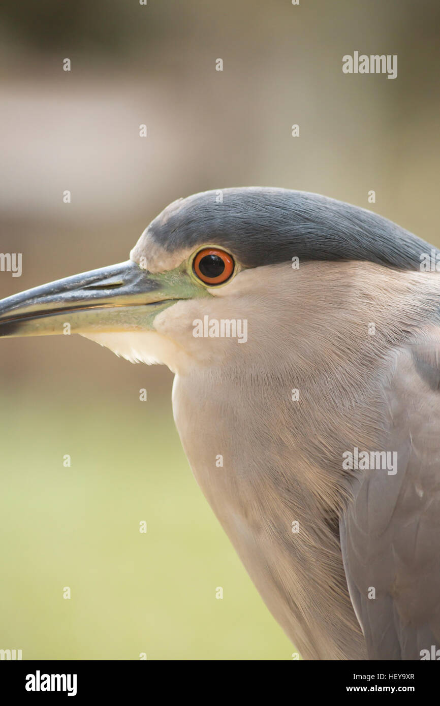Close up of a back-crowned night heron Stock Photo - Alamy