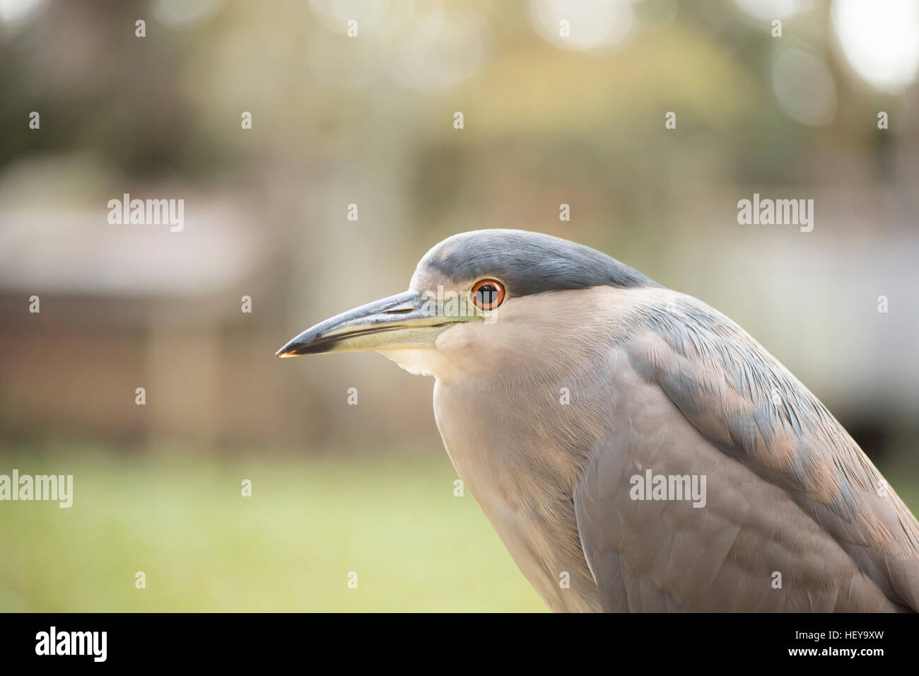 Close up of a back-crowned night heron Stock Photo - Alamy