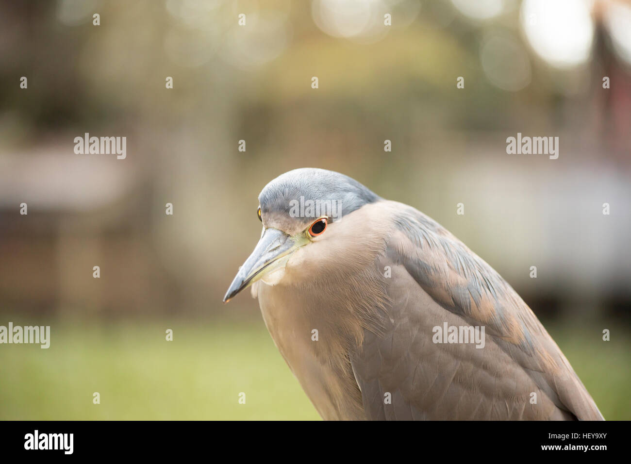 Close up of a back-crowned night heron Stock Photo - Alamy