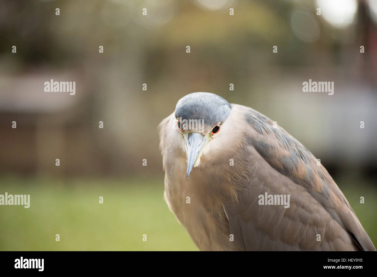 Close up of a back-crowned night heron Stock Photo - Alamy