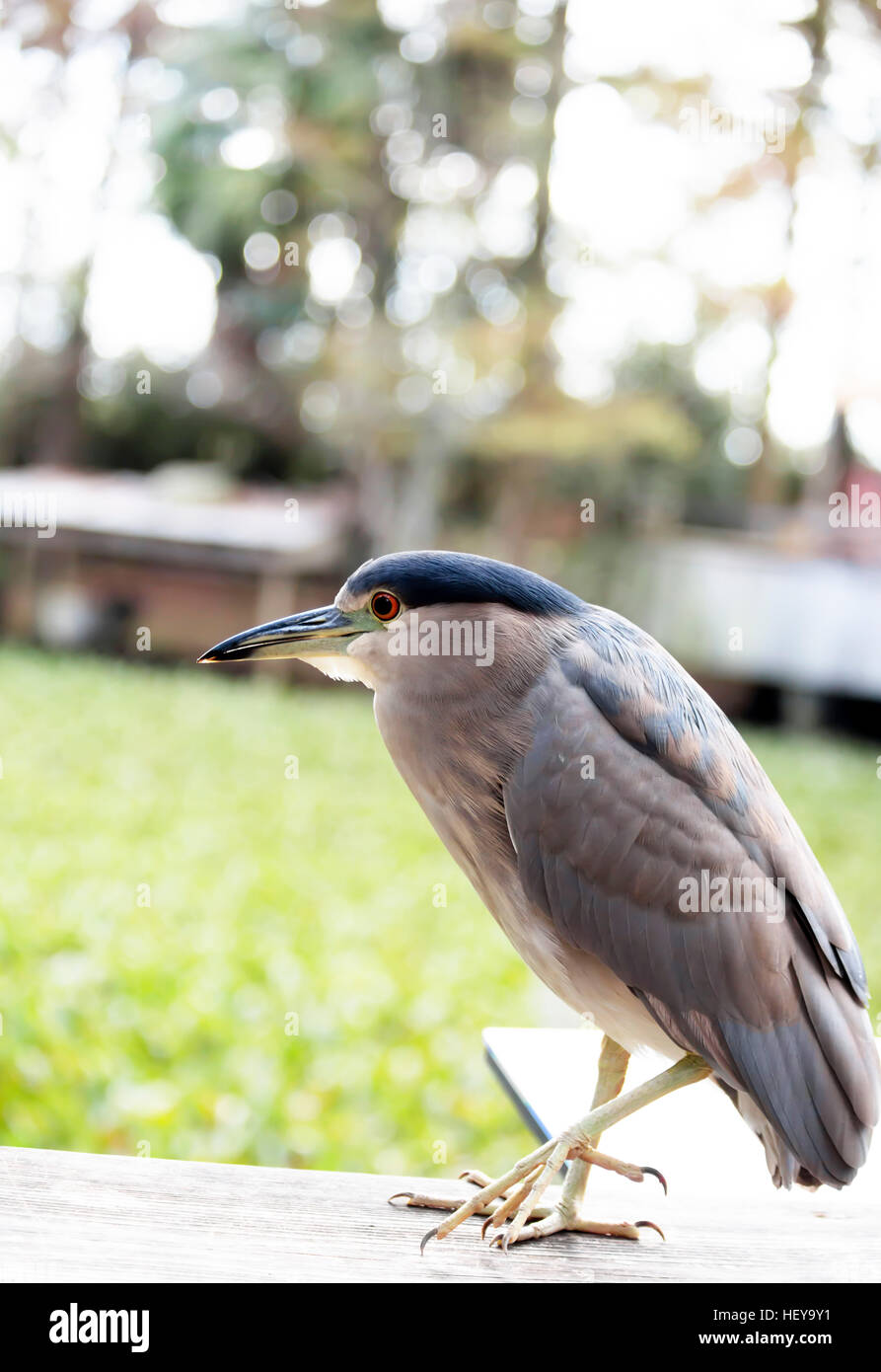 Close up of a back-crowned night heron Stock Photo - Alamy