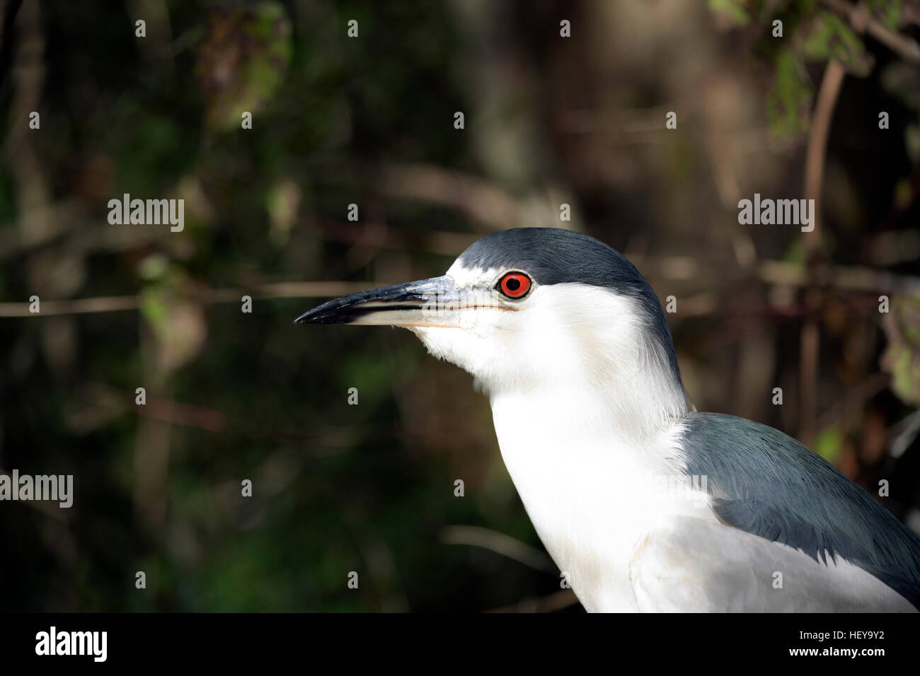 Close up of a back-crowned night heron Stock Photo - Alamy
