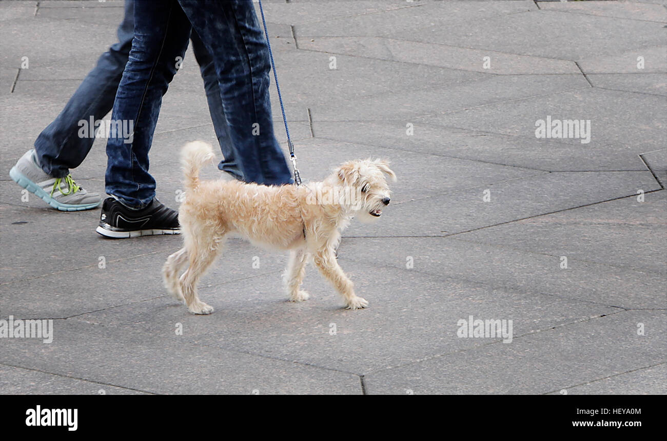 Dog walking with owner hi-res stock photography and images - Alamy