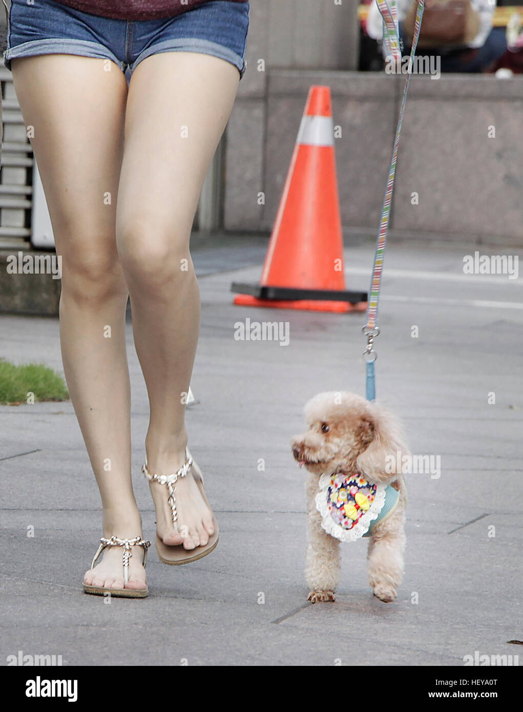 Dog walking with owner Stock Photo - Alamy