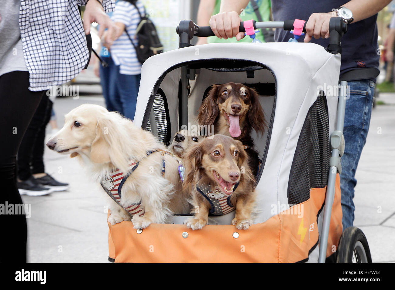 Animal crew hi-res stock photography and images - Alamy