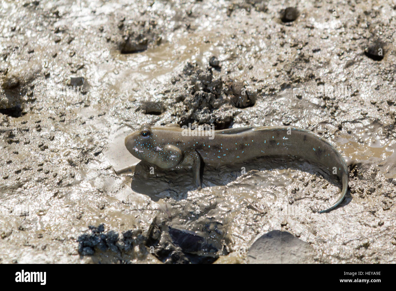 Mudskipper waiting on the mud Stock Photo - Alamy
