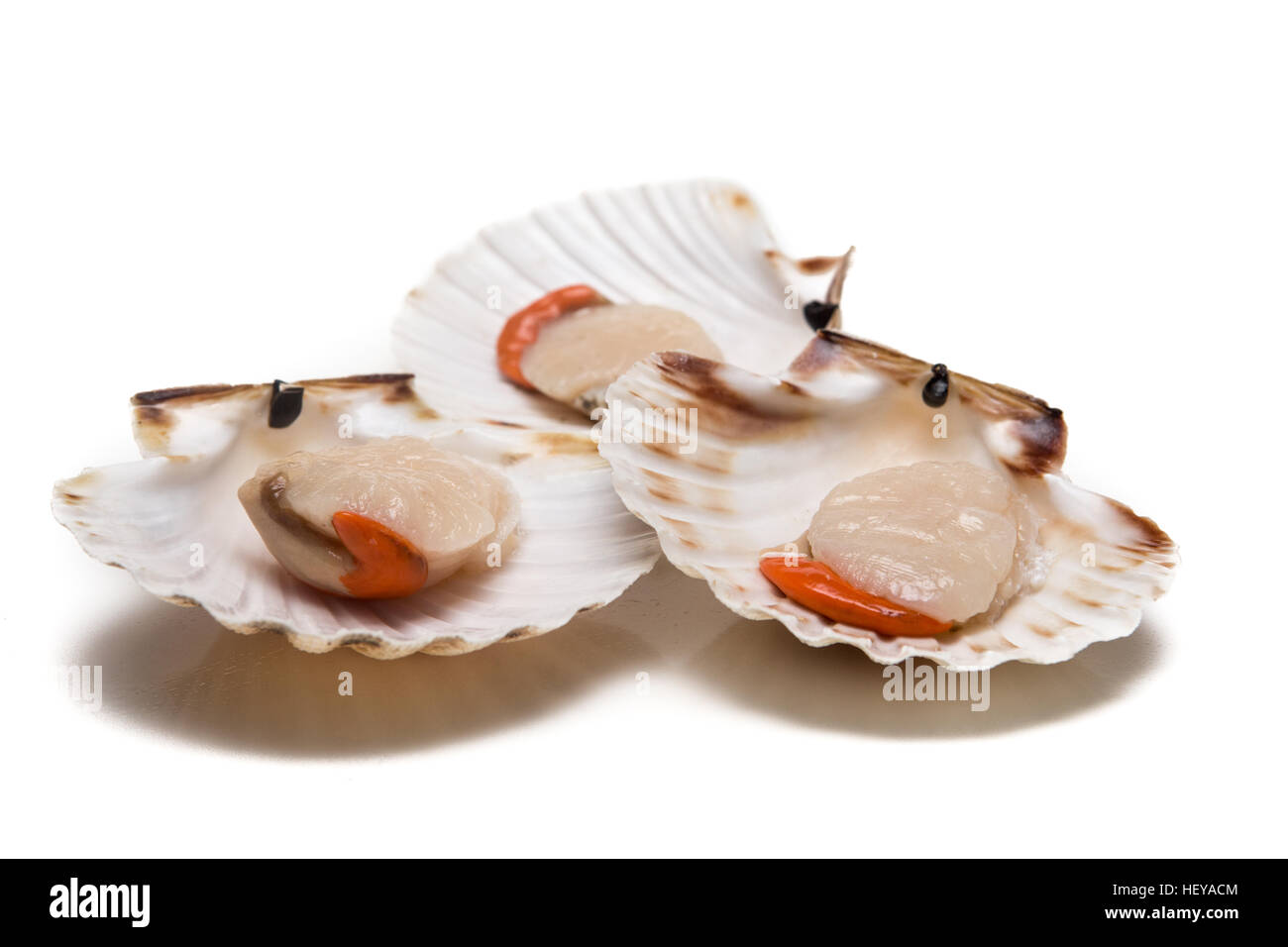 Fresh opened scallop on white background Stock Photo - Alamy